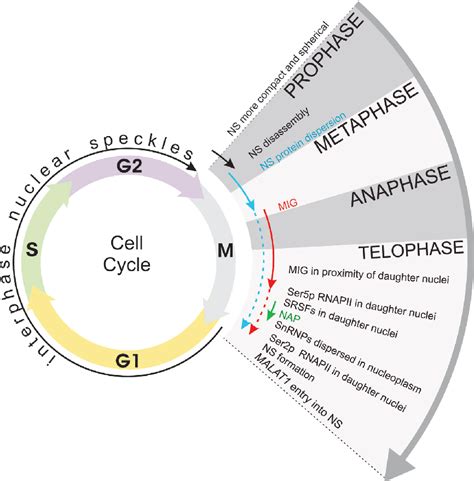 Figure 1 From Survey And Summary Nuclear Speckles Molecular