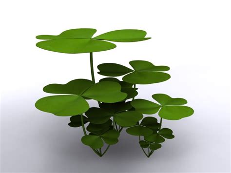 Clover Shamrock 3d Model