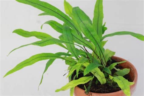 Microsorum Diversifolium
