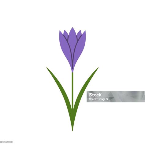 사프란 보라색 크로커스 나뭇잎이 있는 봄꽃입니다 흰색 배경에 고립된 평면 벡터 그림입니다 만화에 대한 스톡 벡터 아트 및 기타 이미지 Istock