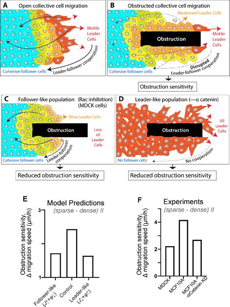 Matrix Obstructions Cause Multiscale Disruption In Collective