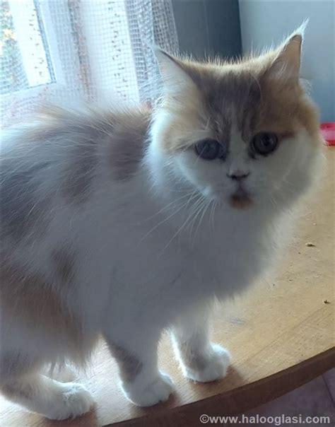 Polu Persijski Mačići Halo Oglasi