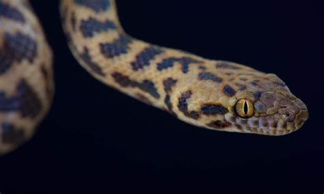 Spotted Python Imp World