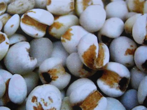 Otak Beku Rasmi Keajaiban Biji Barli