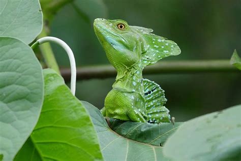 Basilisk Lizard Characteristics Diet Facts And More [fact Sheet]