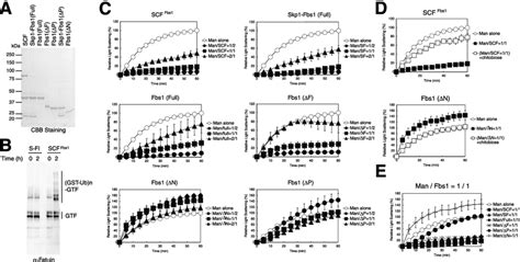 Fbs1 Complexes Suppress The Aggregation Of Denatured Mannosidase In