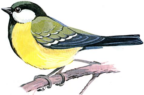 Синица для детей 45 фото красивые фото и картинки Pofotoclub