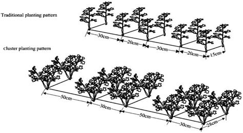 A Schematic Diagram Showing Traditional Planting Pattern And Cluster Download Scientific