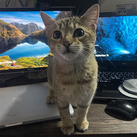 Digital Accessibility Specialist Section 508 And Ux Hcd Design Scott