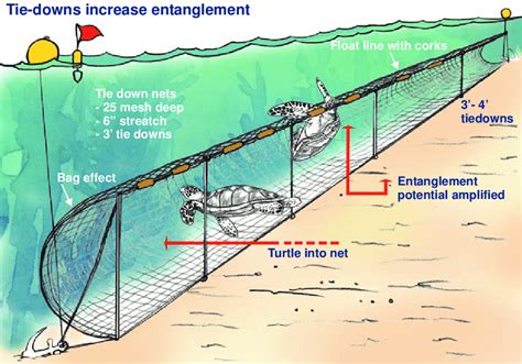 A Gillnet Equipped With Tie Downs Turtles Can Become Entagled