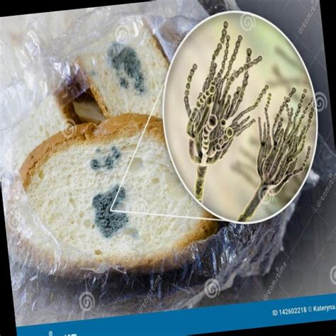 Mold Detection Object Detection Dataset By Project Rjskc