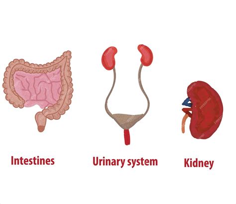 인간의 내부 장기 벡터 스케치 격리 된 그림입니다 손으로 그린 낙서 해부학 기호 세트 프리미엄 벡터