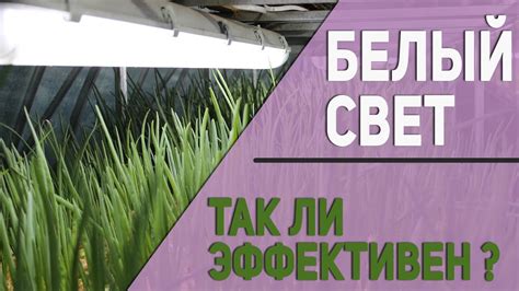 Белый свет для освещения растений 💡 Как правильно считать и сколько в ...