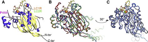 Structural Basis For Phosphoinositide Substrate Recognition Catalysis And Membrane