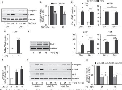 Figure 1 From Glutamine Metabolism Is Required For Collagen Protein