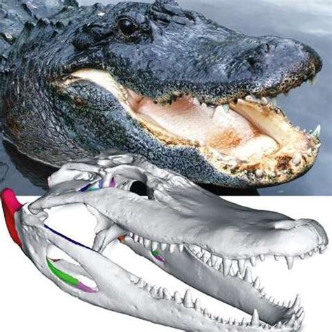 Crocodile Monitor Bite Crocodile