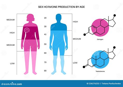 Testosterone Estrogen Level Stock Vector Illustration Of Sexual