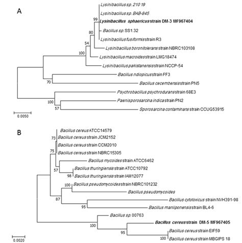 16s Rrna Sequences Based Phylogenetic Tree Showing The Phylogenetic