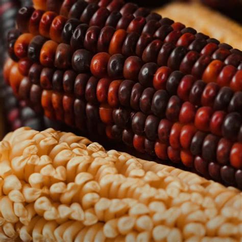 Preserving Maize Genetic Diversity