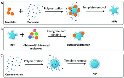 Molecularly Imprinted Polymers MIPs A MIPs Are Prepared By Mixing Download Scientific