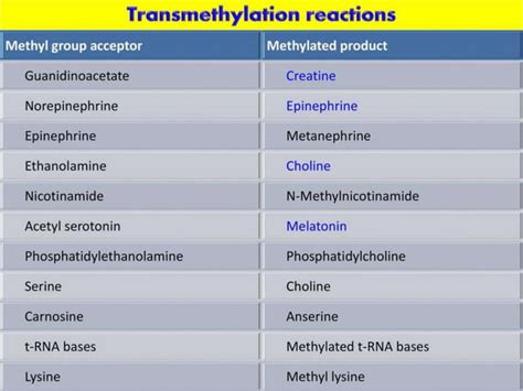 Protein Metabolism Catabolism Pptx
