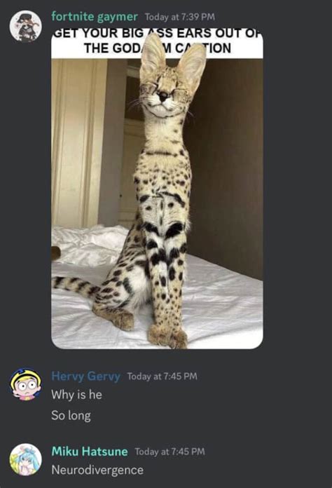25 Funny Pictures Of Wild Discord Screenshots From A Crazy Corner Of