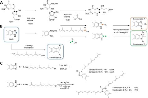 A Gtp Cyclohydrolase Type Reaction Catalyzed By Rib 1 Like Enzymes B Download Scientific