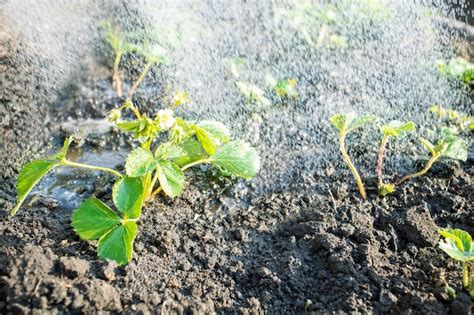 Watering Strawberry Plants At Summer Growing Watering Seedling