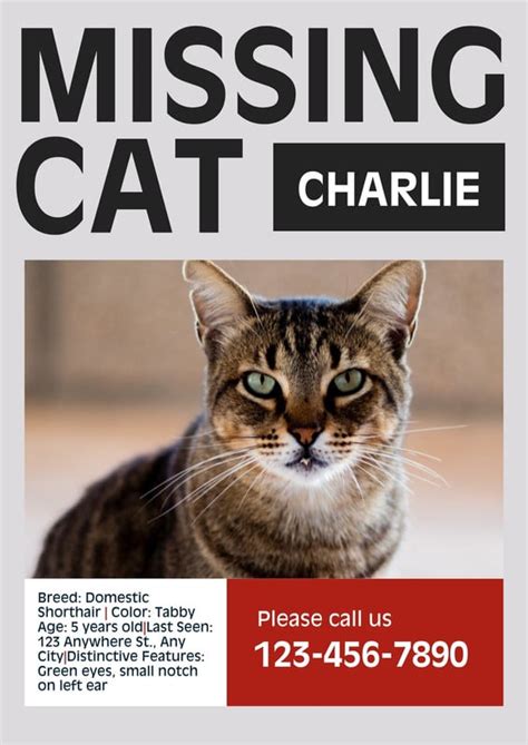 Free Printable Editable Lost Cat Poster Templates Canva