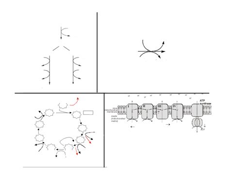 Biol1230 Exam 3 Diagram Quizlet
