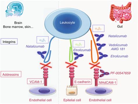 Anti Integrin Agents In Ibd Efficacy And Risk Of Complications