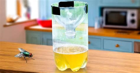 Покладіть це на кухні і за годину ви не побачите жодної мухи ефективний лайфхак Читайте на Ukr Net