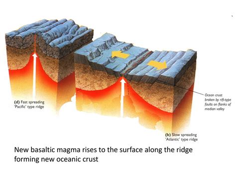 The Theory of Plate Tectonics - ppt download
