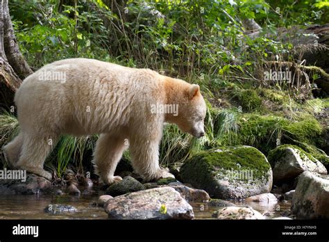 Kermode Bear Ursus Americanus Kermodei White Morph Called Spirit
