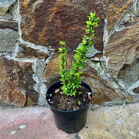 Купити Барбарис Powwow С1 g-0022 в інтернет магазині Тлумач Декор