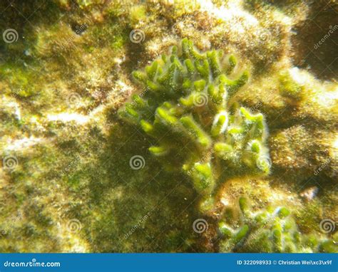 Underwater Photo Of The Green Macroalgae Codium Vermilara Stock Image