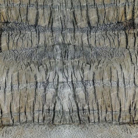 Palm Tree Texture Seamless