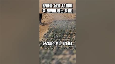 양파 심고 겨울 전엔 꼭 해야 할 일 3가지 양파재배 Youtube