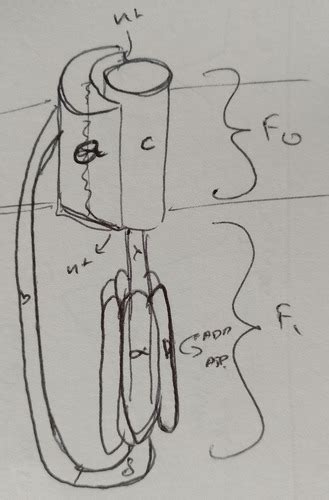 Atp Synthase Flashcards Quizlet