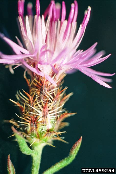 Diffuse Knapweed Centaurea Diffusa Lam Diffuse Knapweed Centaurea Diffusa Lam