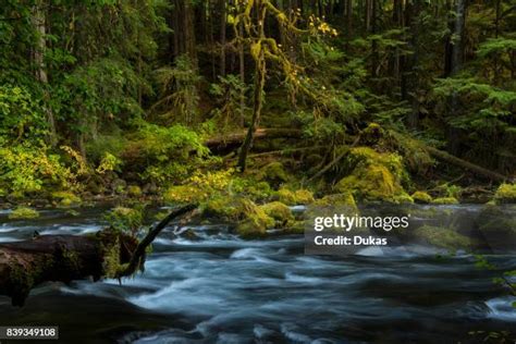 Willamette National Forest Photos And Premium High Res Pictures Getty