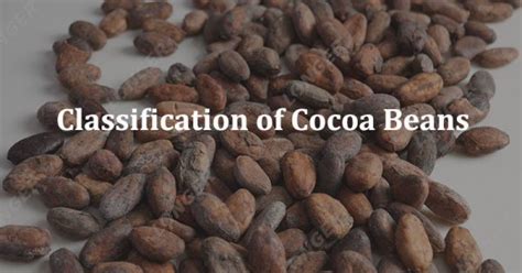 Classification Of Cocoa Beans Based On Quality Cocoa Machinery