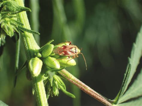 Various Kinds Of Lygus Spp Are Among The Most Commonly Observed Download Scientific Diagram