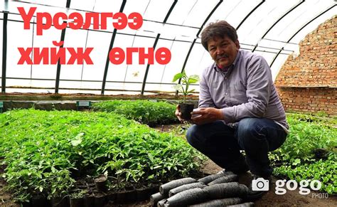 ЗӨВЛӨГӨӨ Зуны хүлэмжийн үрсэлгээ Мөнх Ногоон Амьдрал