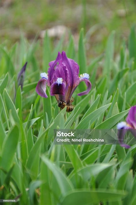 작은 보라색 야생 아이리스 근접 촬영 봄 피는 야생 꽃은 플 뢰 드 리스 사이드 뷰로 명명 됩니다 옅은 파란색 무성 한