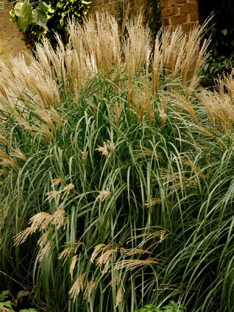 Miscanthus Bandwidth Chinese Silver Grass For Sale