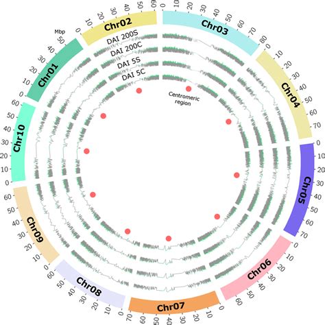 global distribution of rna seq reads along sorghum bicolor chromosomes
