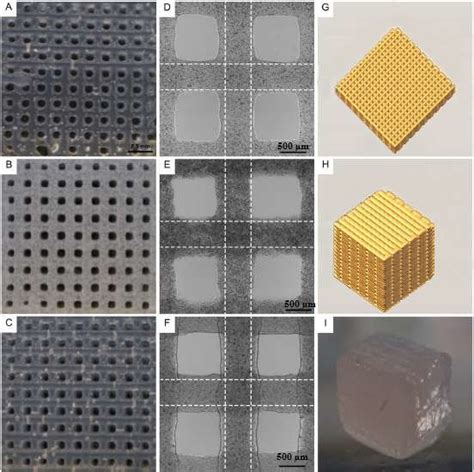 Direct 3d Bioprinting Structure Using Viscoll Tm Collagen Type I Download Scientific Diagram