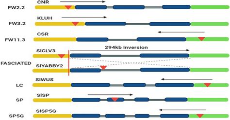 The Genome Structural Variation Of Fruit Size And Plant Architectural Download Scientific