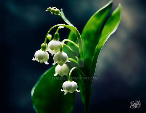 Lily Of The Valley By Sableblu On Deviantart